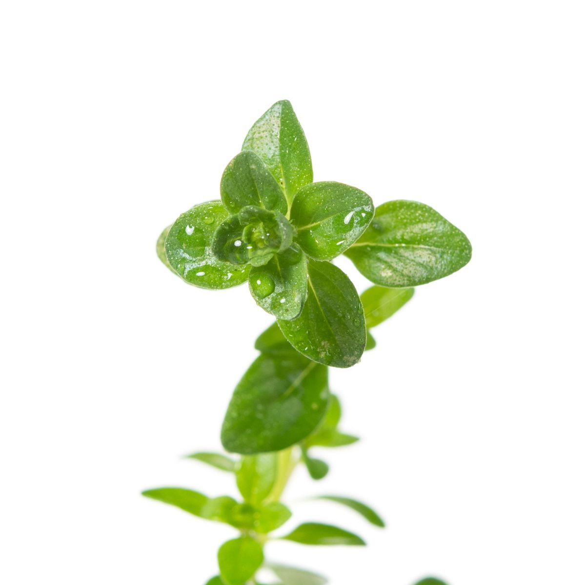 Bio Zitronenthymian - Blu Thymus citriodorus günstig kaufen