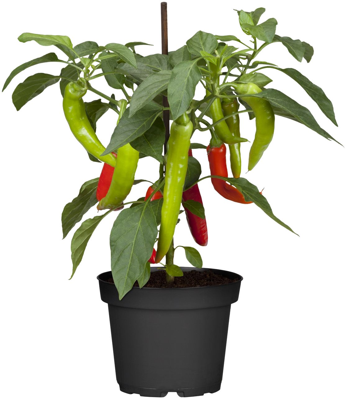 Chili Joyride - Capsicum annuum Joyride günstig kaufen