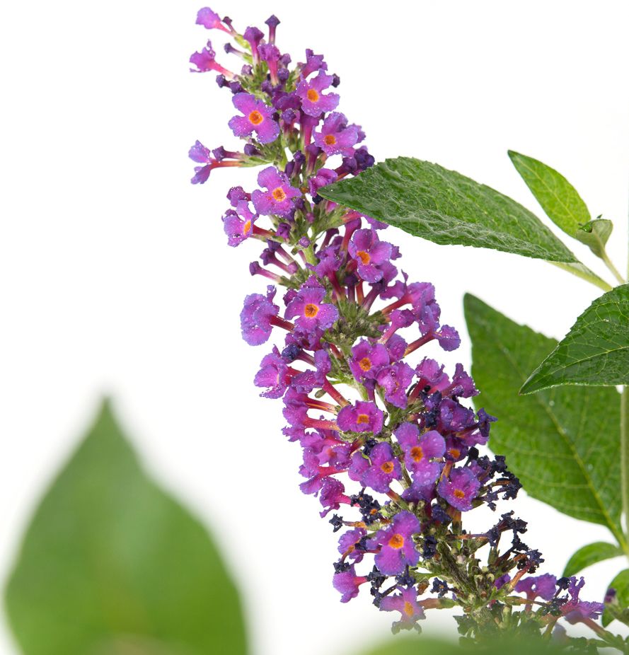 Sommerflieder Miss Violet - Buddleja Davidii Miss Violet günstig kaufen