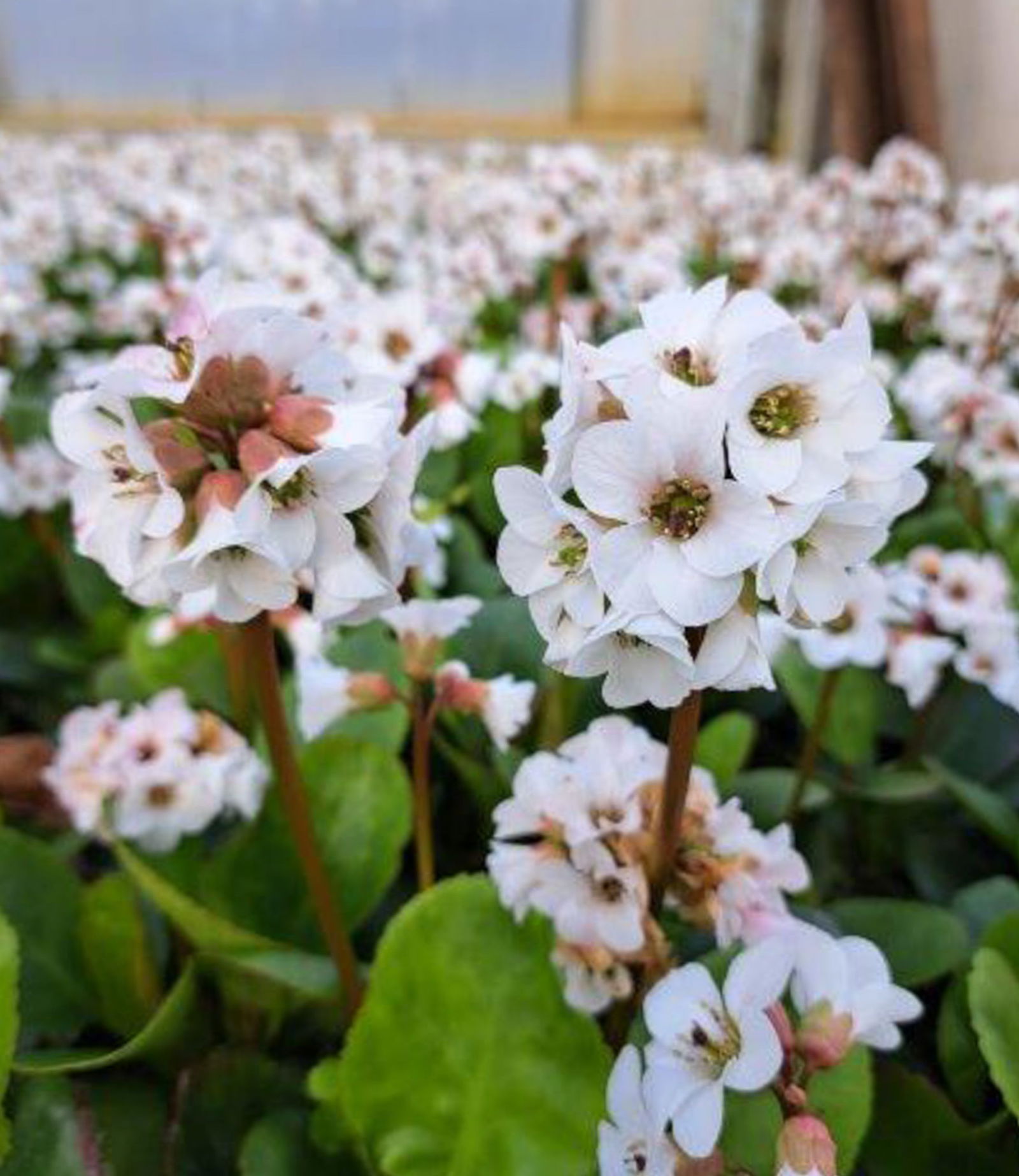 Bergenie Oeschberg - Bergenia cordifolia Oeschberg günstig kaufen
