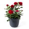 Rosa Red Flower Circus - Rosa Red Flower Circus günstig kaufen