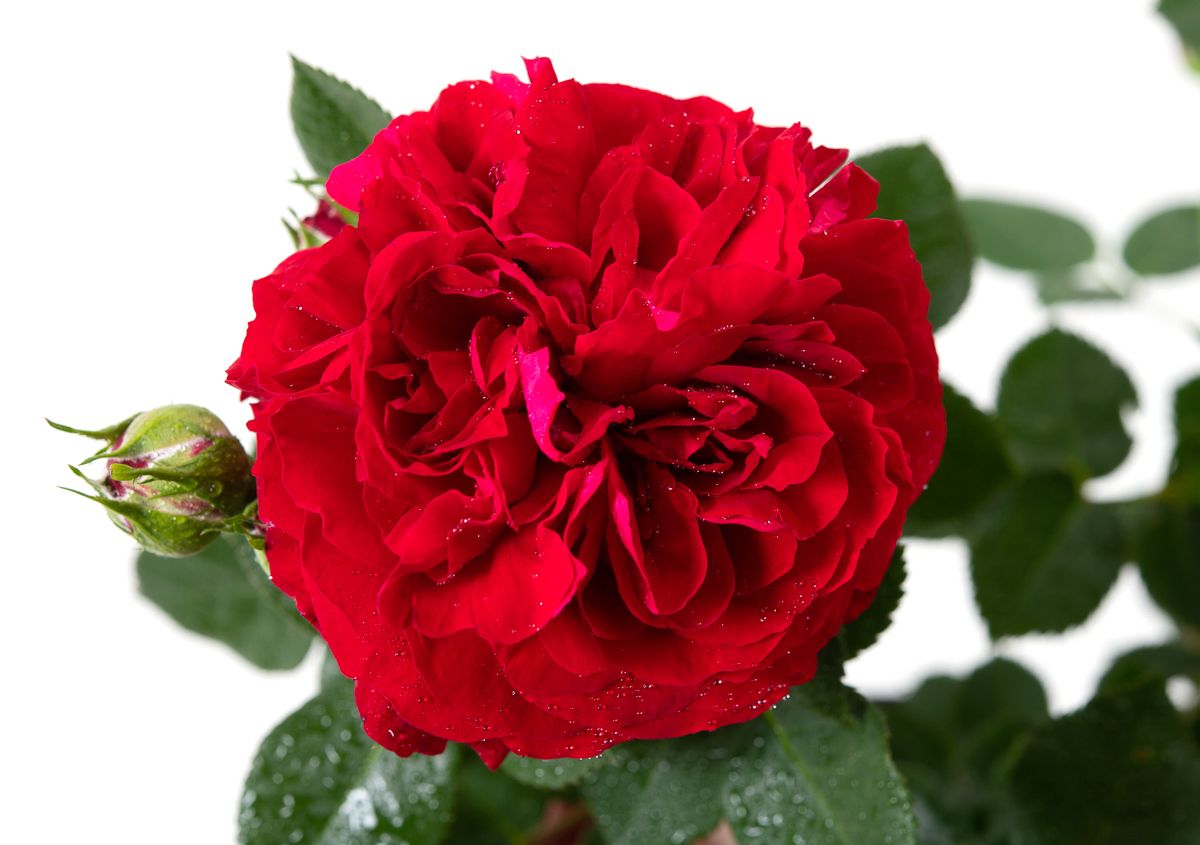 Rosa Red Flower Circus - Rosa Red Flower Circus günstig kaufen