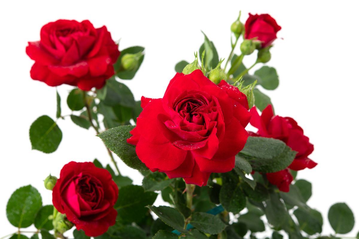 Rosa Red Flower Circus - Rosa Red Flower Circus günstig kaufen
