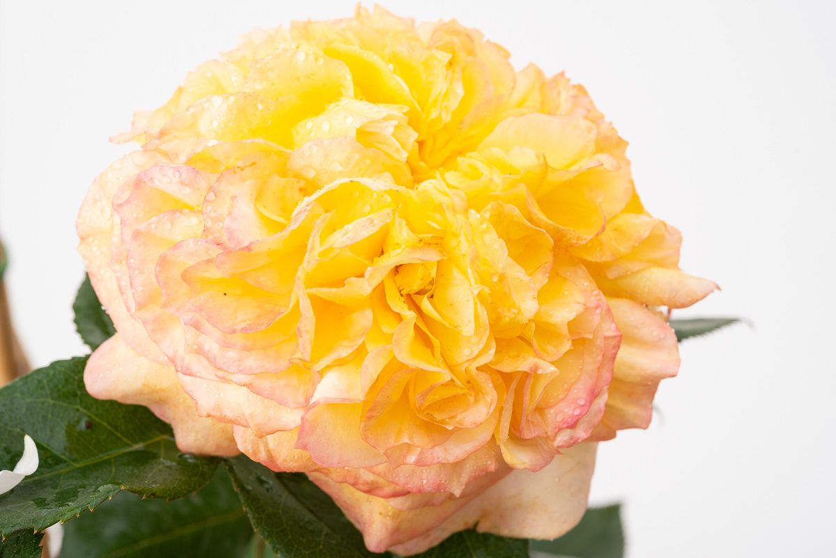 Rose Henri Delbard - Rosa Henri Delbard günstig kaufen