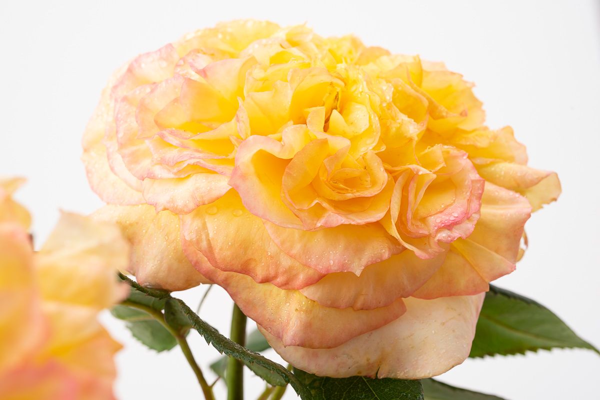 Rose Henri Delbard - Rosa Henri Delbard günstig kaufen