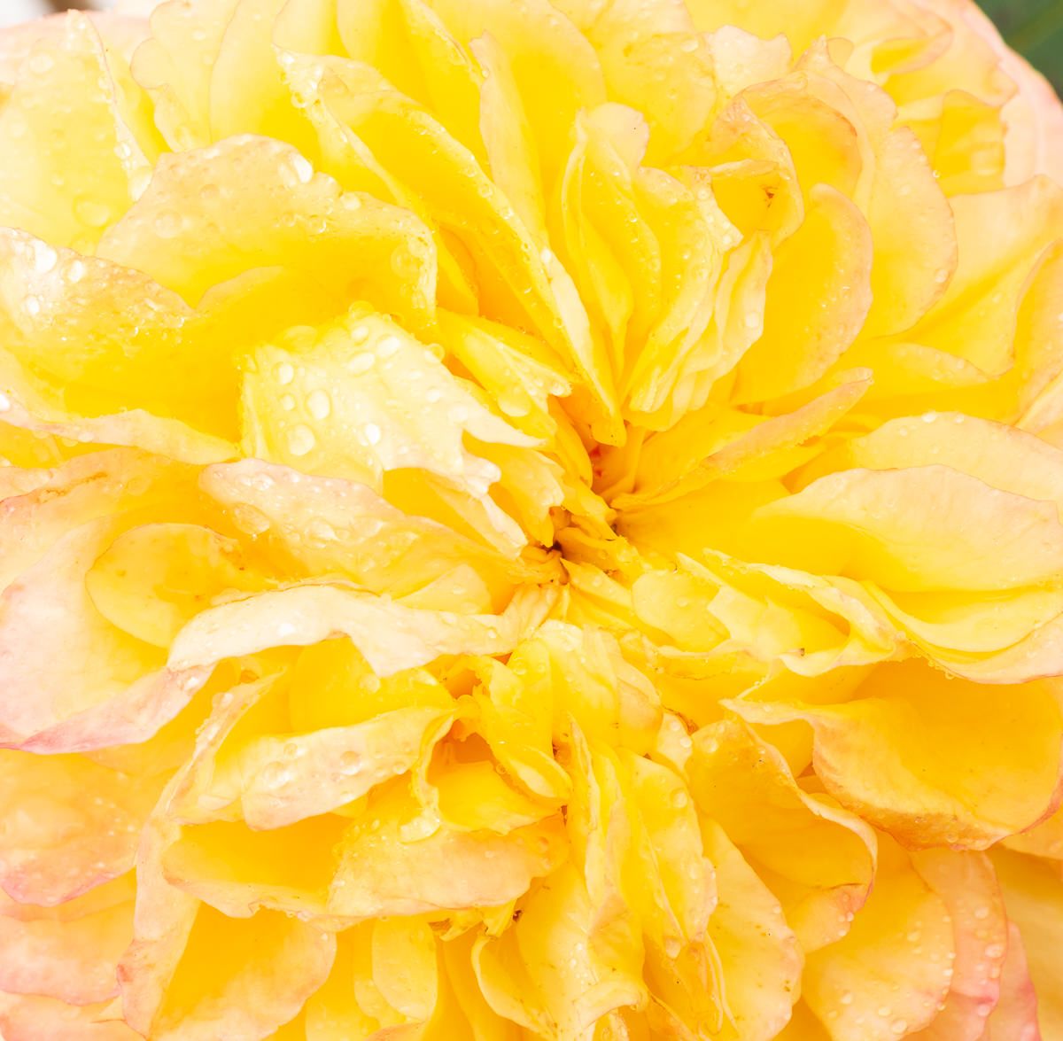 Rose Henri Delbard - Rosa Henri Delbard günstig kaufen