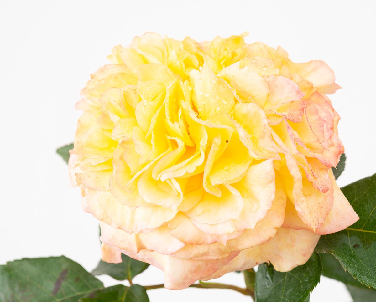 Rose Henri Delbard - Rosa Henri Delbard günstig kaufen