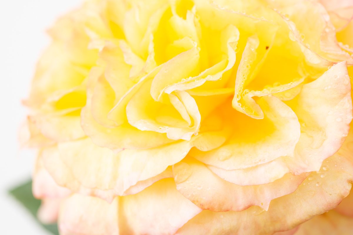 Rose Henri Delbard - Rosa Henri Delbard günstig kaufen