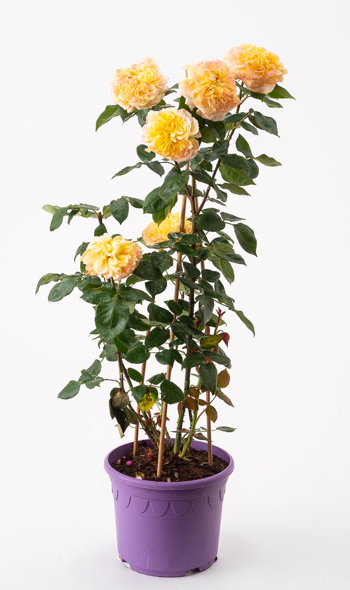 Rose Henri Delbard - Rosa Henri Delbard günstig kaufen