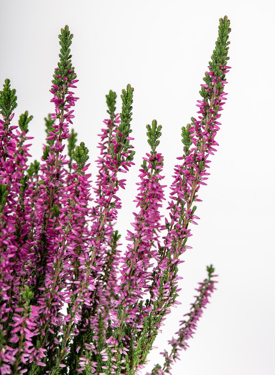 Besenheide Dark Beauty - Calluna vulgaris Dark Beauty günstig kaufen