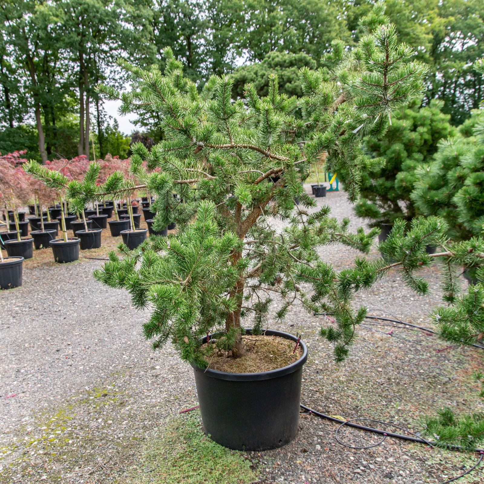 Gattung Pinus | Pflanzmich.de