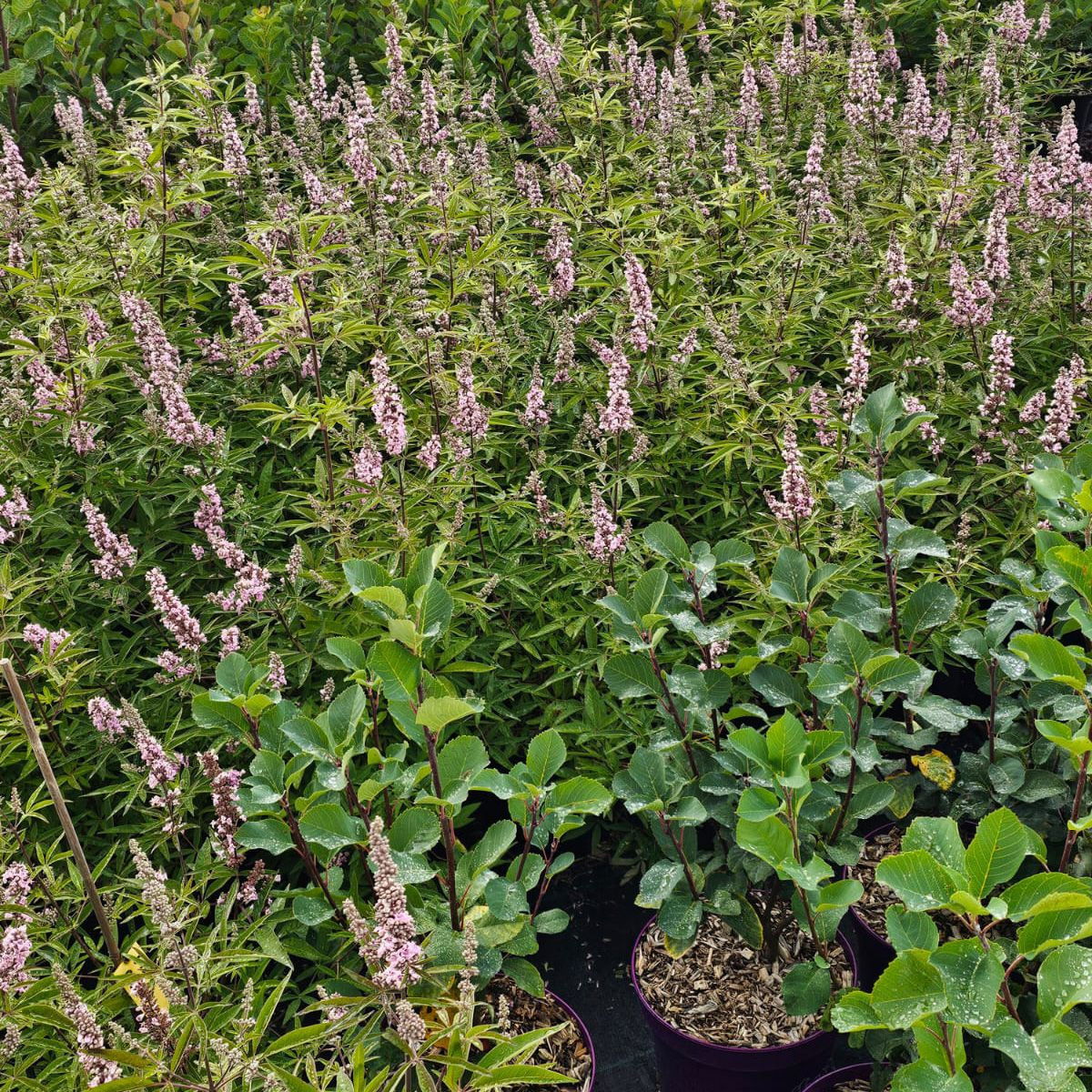 Vitex agnus-castus Pink Pinnacle - Mönchspfeffer Pink Pinnacle ...