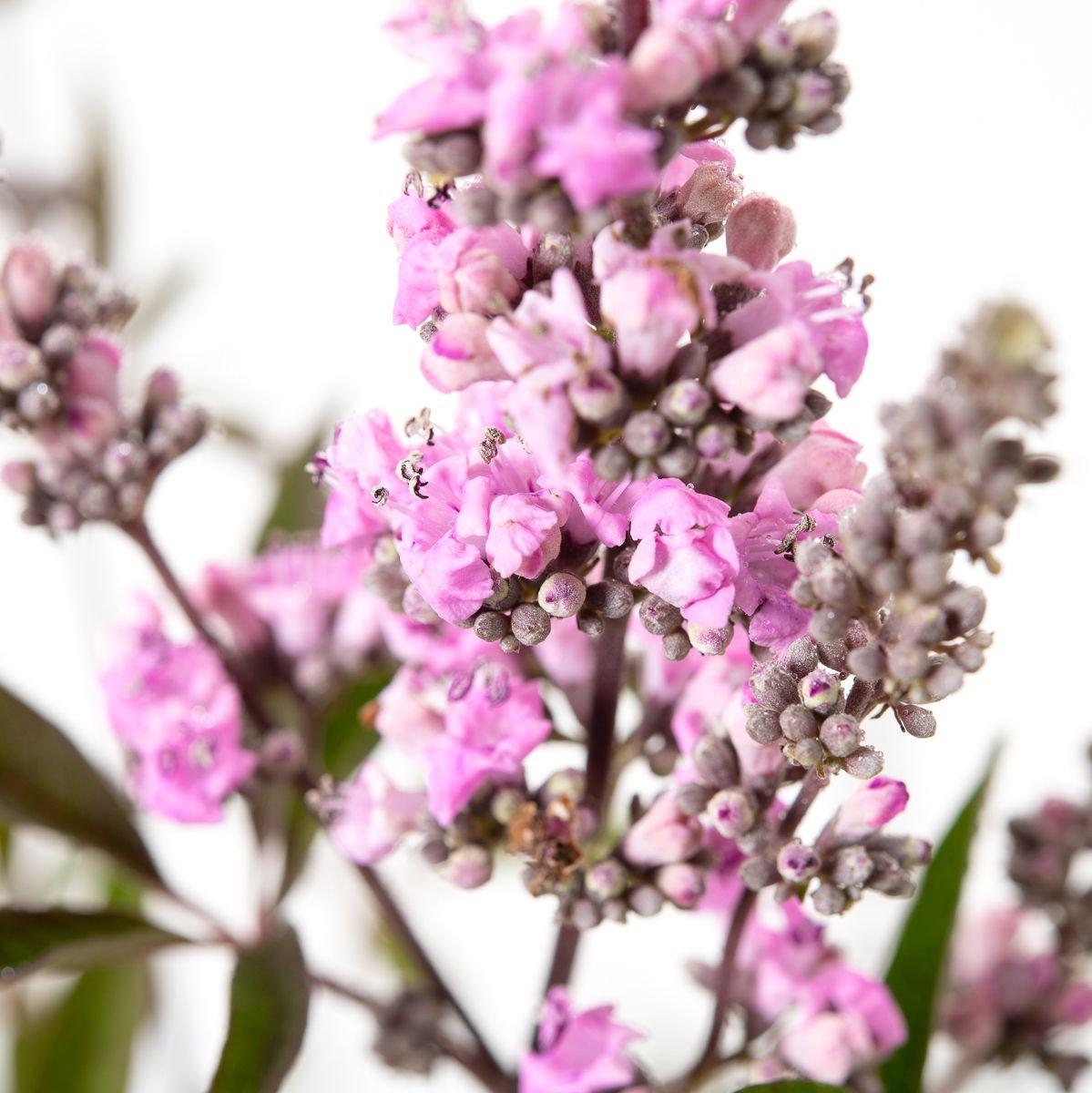 Mönchspfeffer Rosea - Vitex agnus castus Rosea günstig kaufen