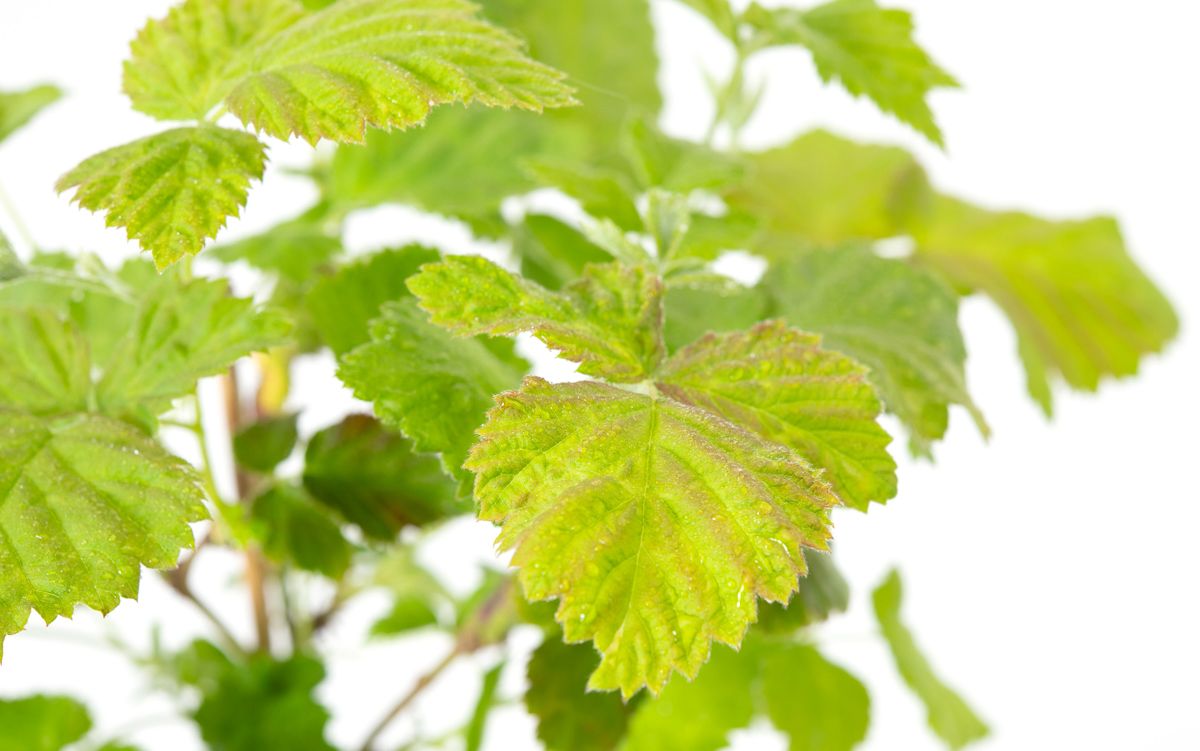 Loganbeere - Rubus loganobaccus günstig kaufen