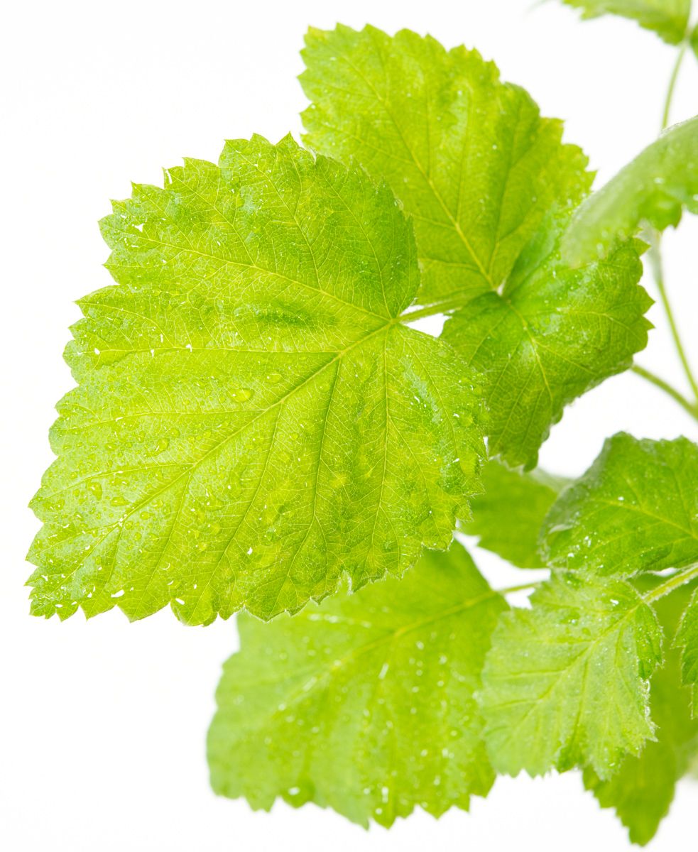 Loganbeere - Rubus loganobaccus günstig kaufen