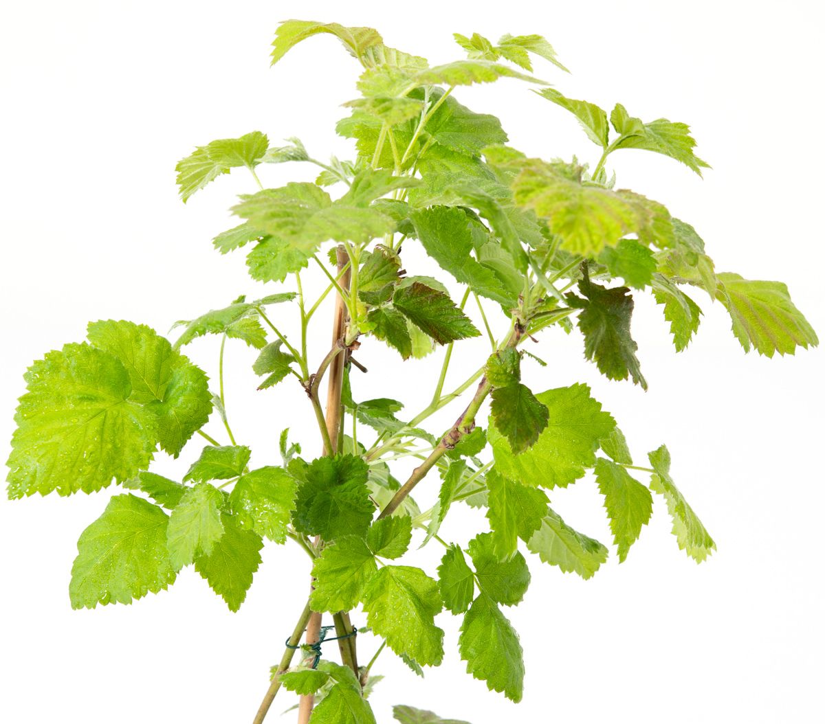 Loganbeere - Rubus loganobaccus günstig kaufen