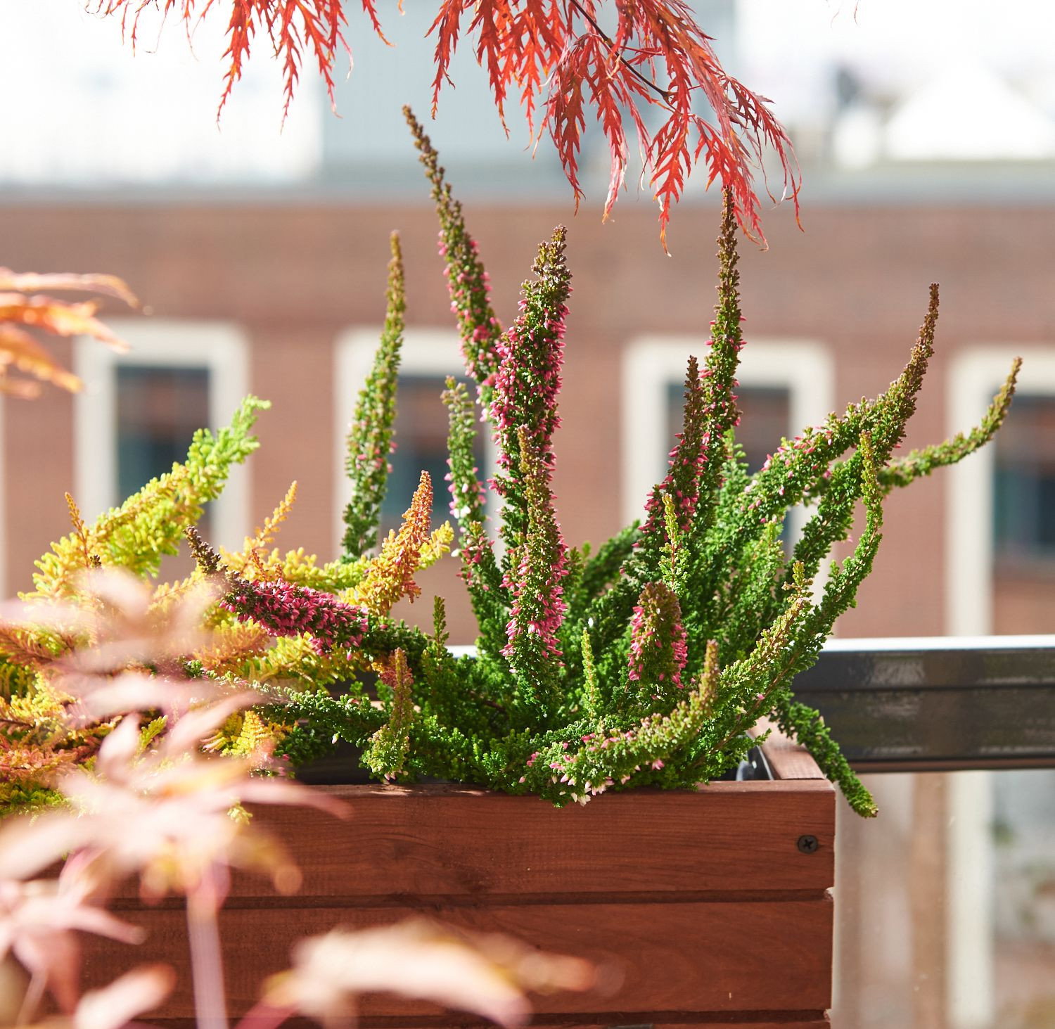Besenheide Skyline® Pretoria - Calluna vulgaris Skyline® Pretoria ...