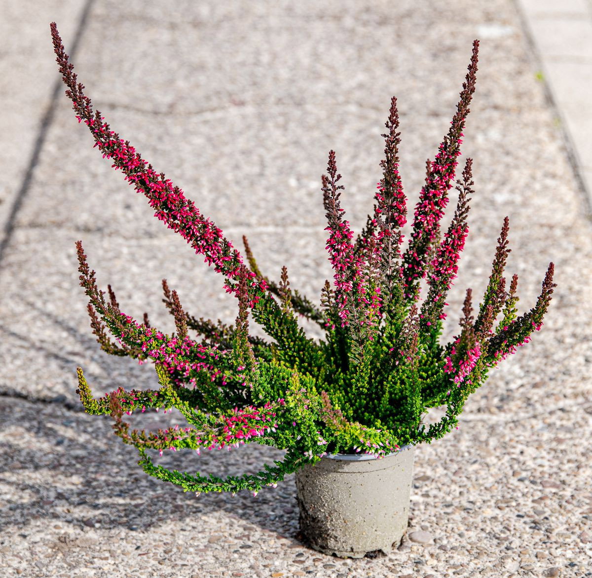 Besenheide Skyline® Pretoria - Calluna vulgaris Skyline® Pretoria ...