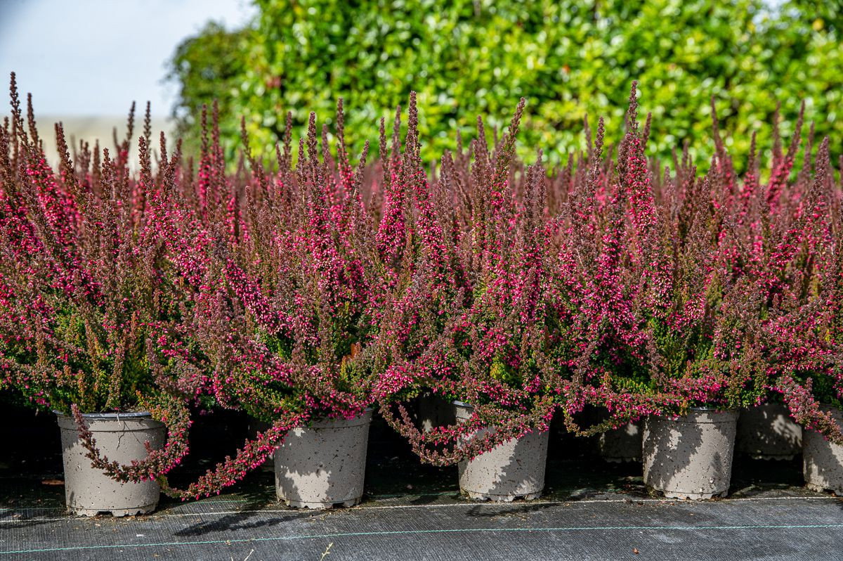 Besenheide Skyline® Pretoria - Calluna vulgaris Skyline® Pretoria ...