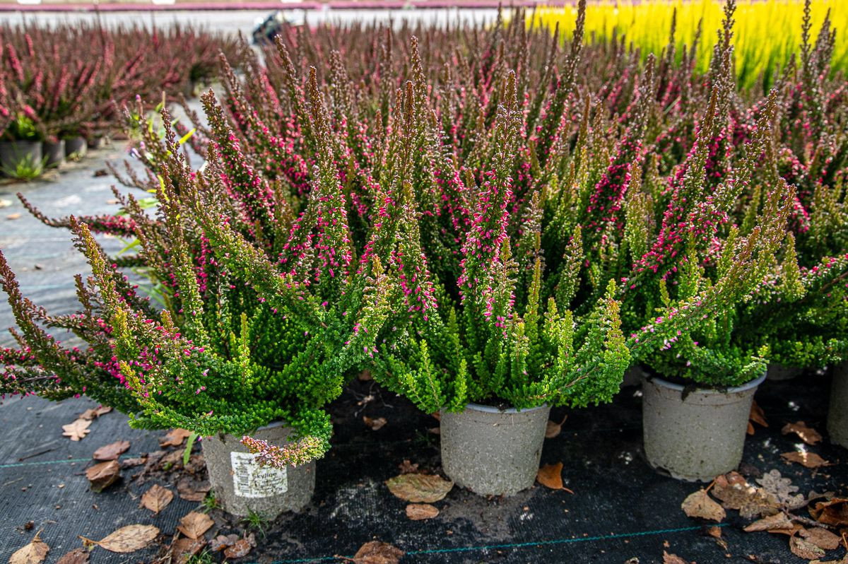 Besenheide Skyline® Pretoria - Calluna vulgaris Skyline® Pretoria ...