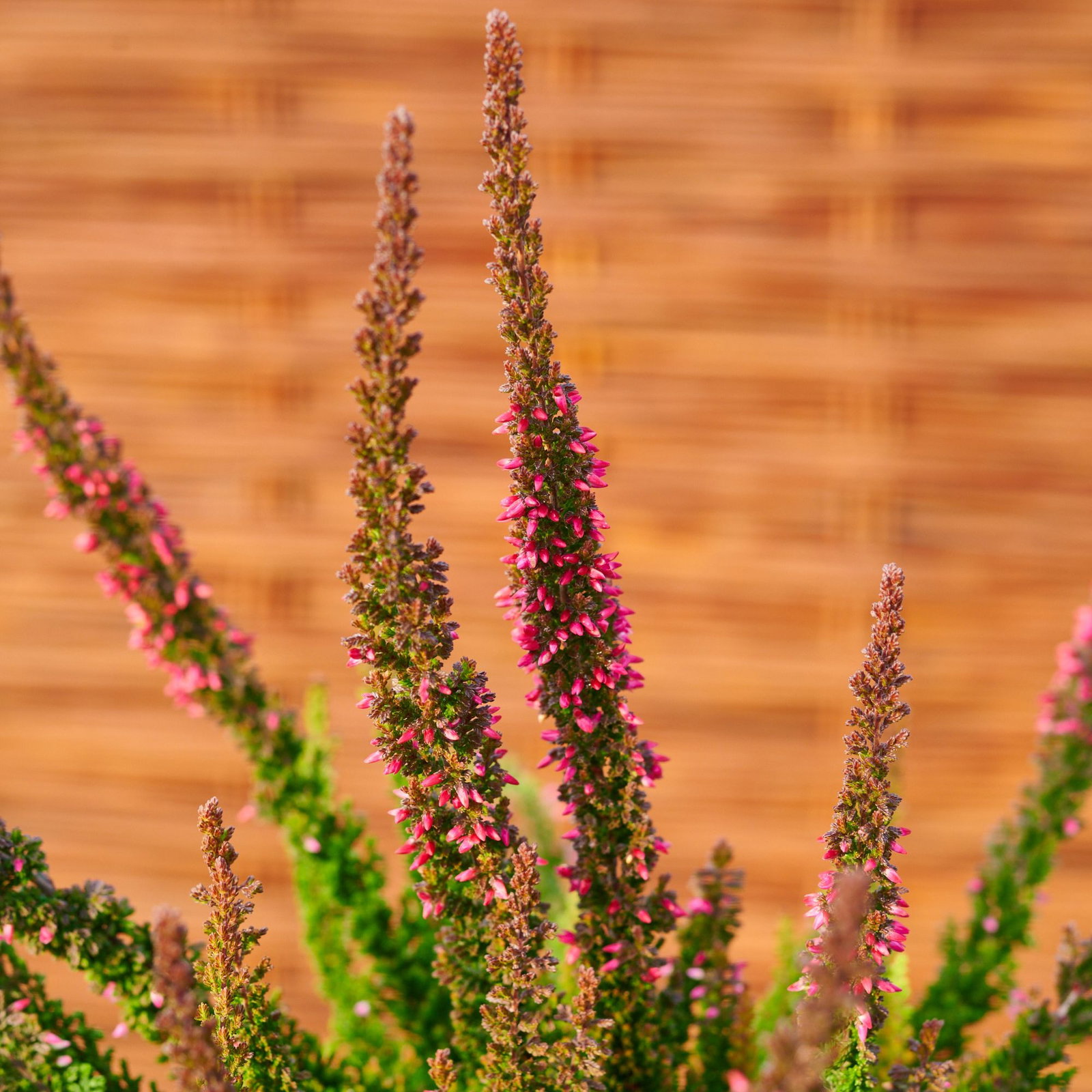 Besenheide Skyline® Pretoria - Calluna vulgaris Skyline® Pretoria ...