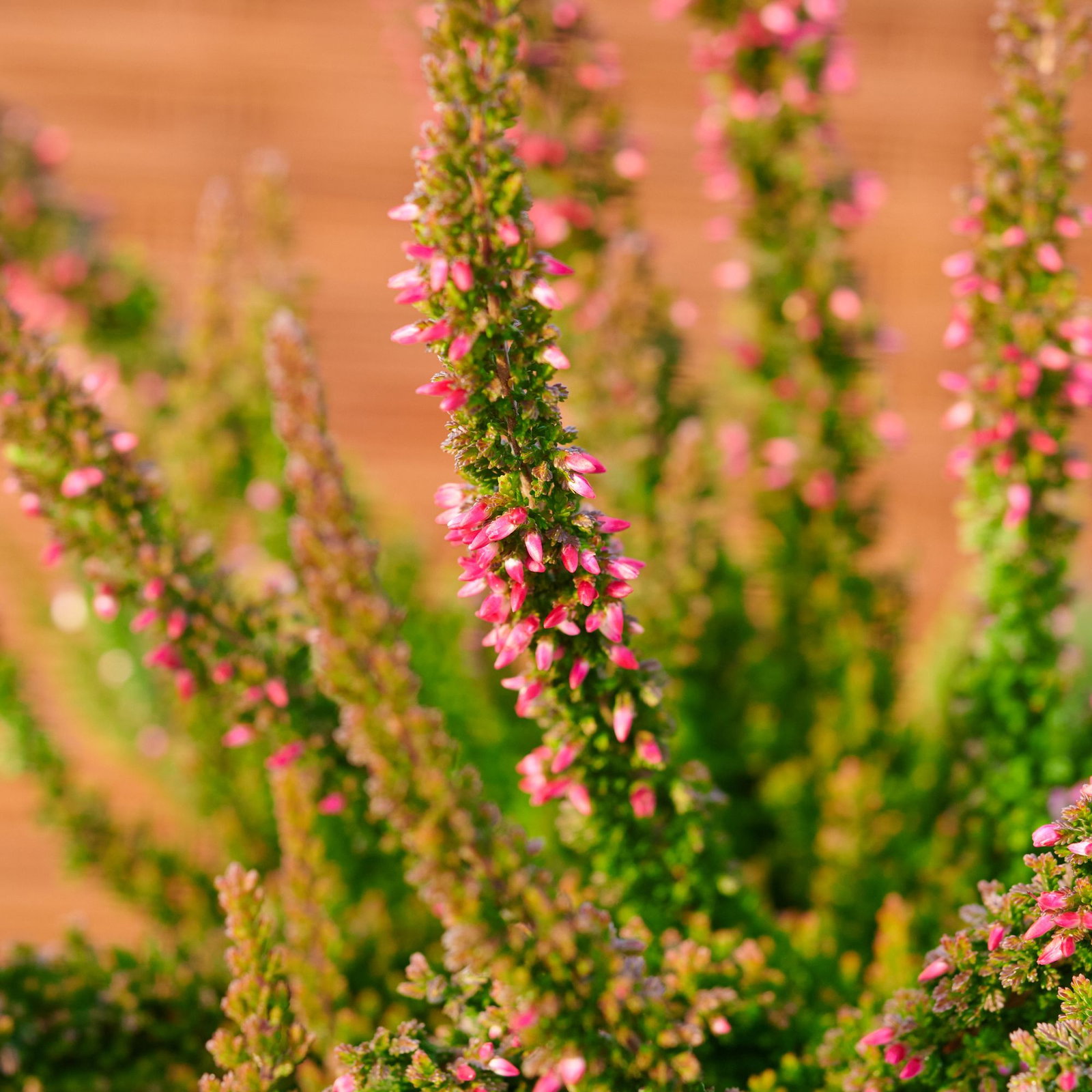 Besenheide Skyline Pretoria® - Calluna vulgaris Skyline Pretoria ...