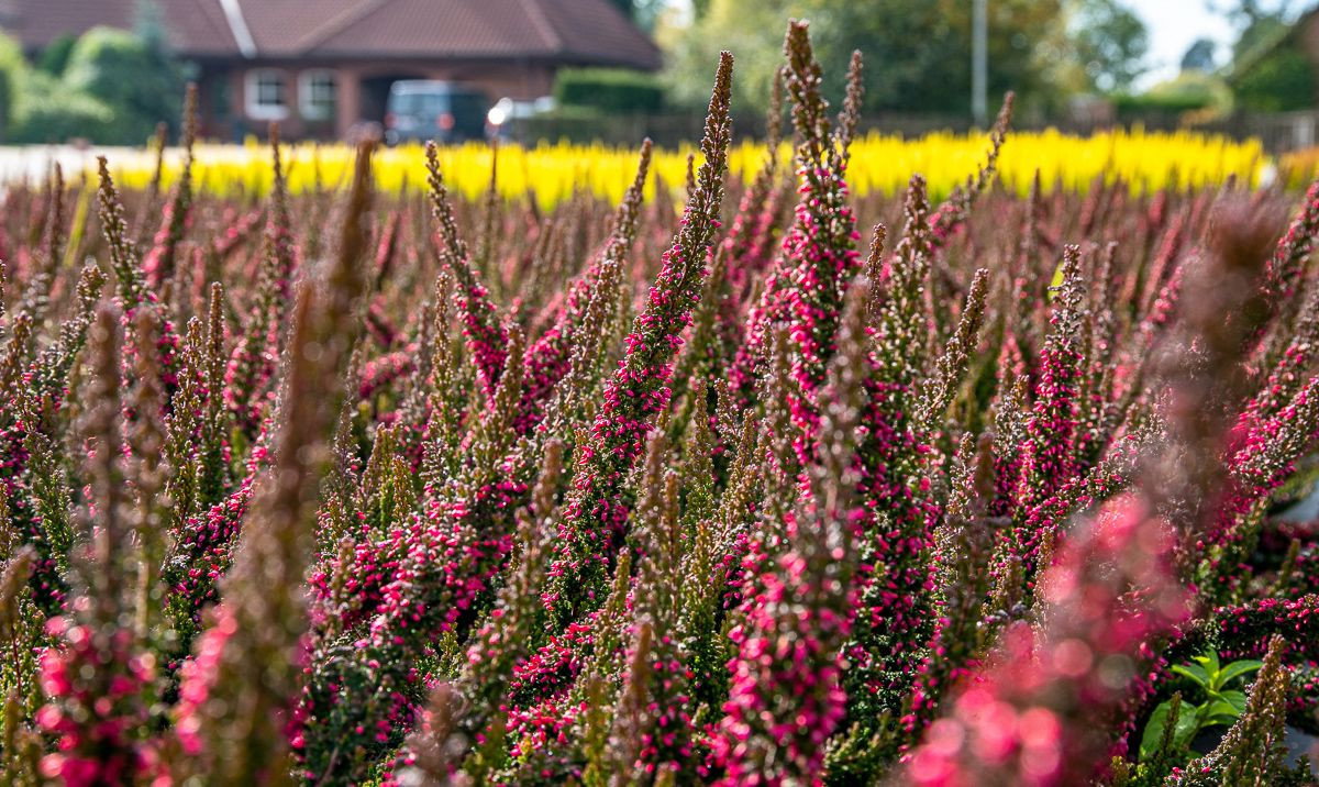 Besenheide Skyline® Pretoria - Calluna vulgaris Skyline® Pretoria ...
