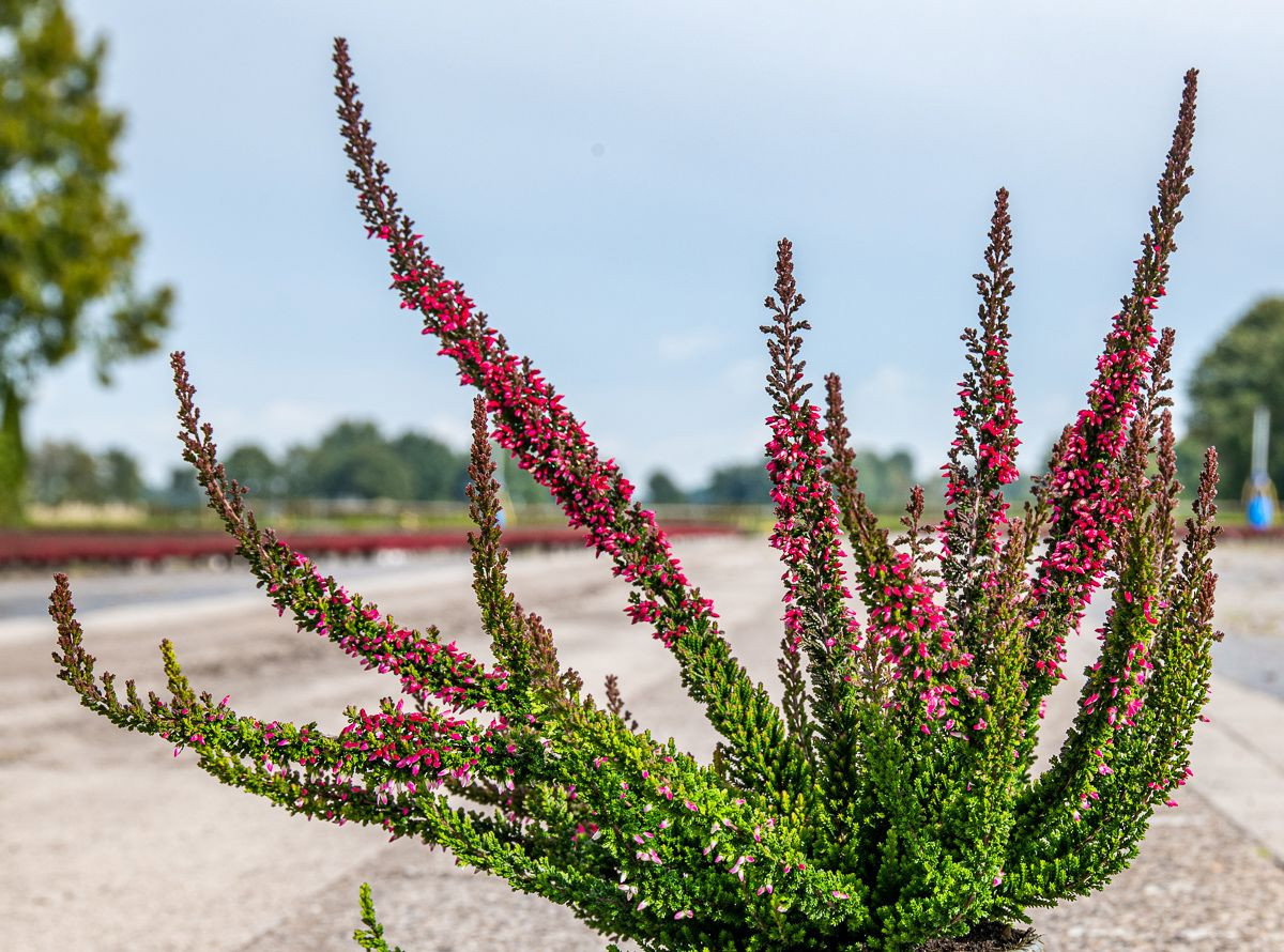 Besenheide Skyline® Pretoria - Calluna vulgaris Skyline® Pretoria ...