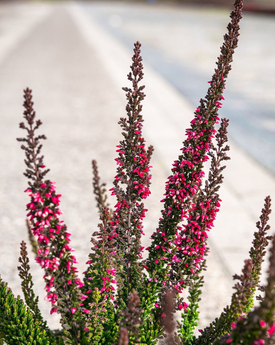 Besenheide Skyline® Pretoria - Calluna vulgaris Skyline® Pretoria ...