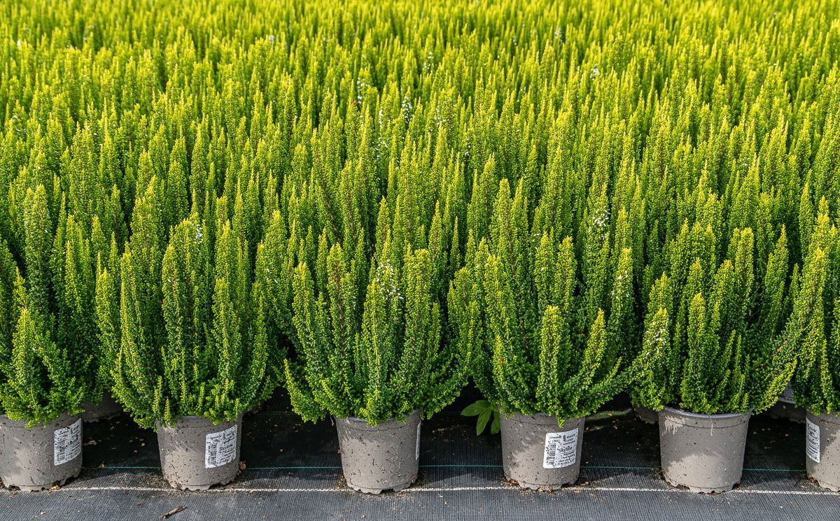 Sommerheide Skyline Verona - Calluna vulgaris Skyline Verona günstig kaufen