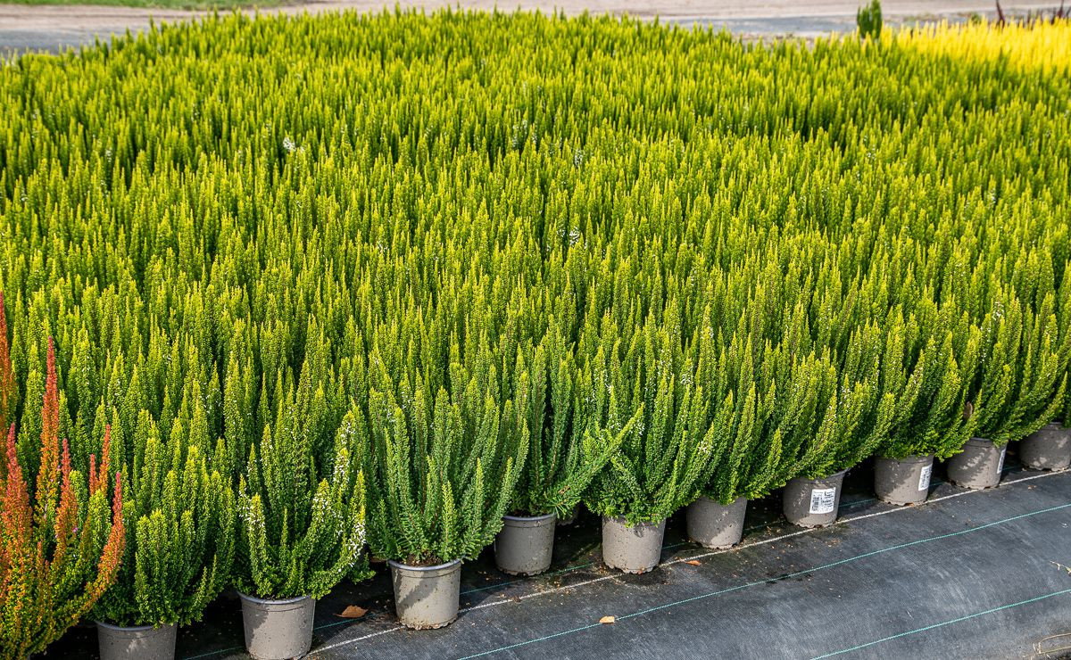 Sommerheide Skyline Verona - Calluna vulgaris Skyline Verona günstig kaufen