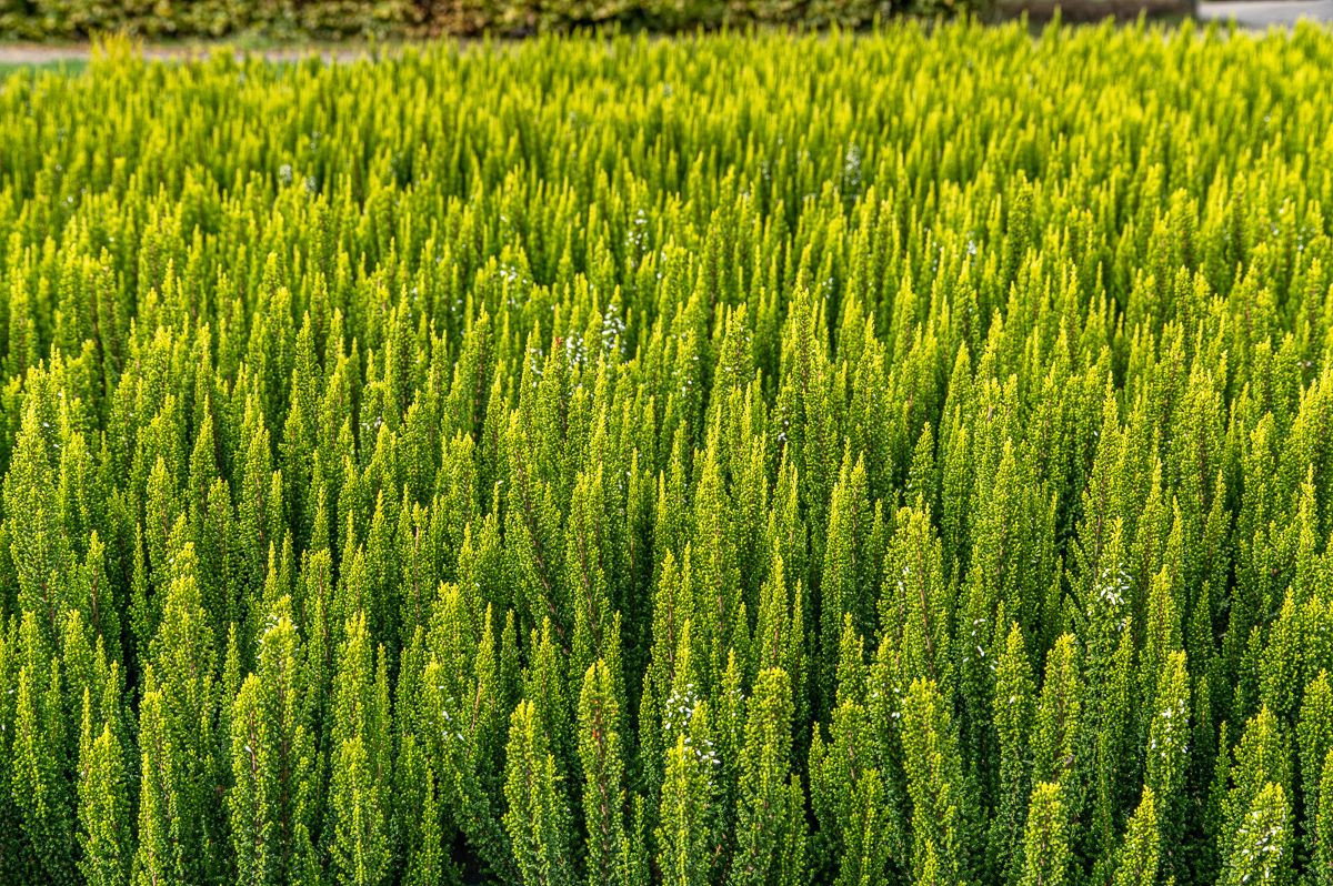 Sommerheide Skyline Verona - Calluna vulgaris Skyline Verona günstig kaufen