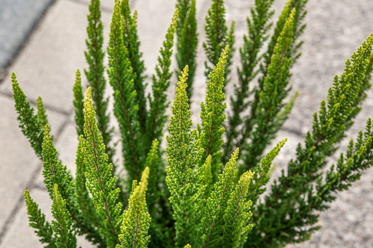 Sommerheide Skyline Verona - Calluna vulgaris Skyline Verona günstig kaufen