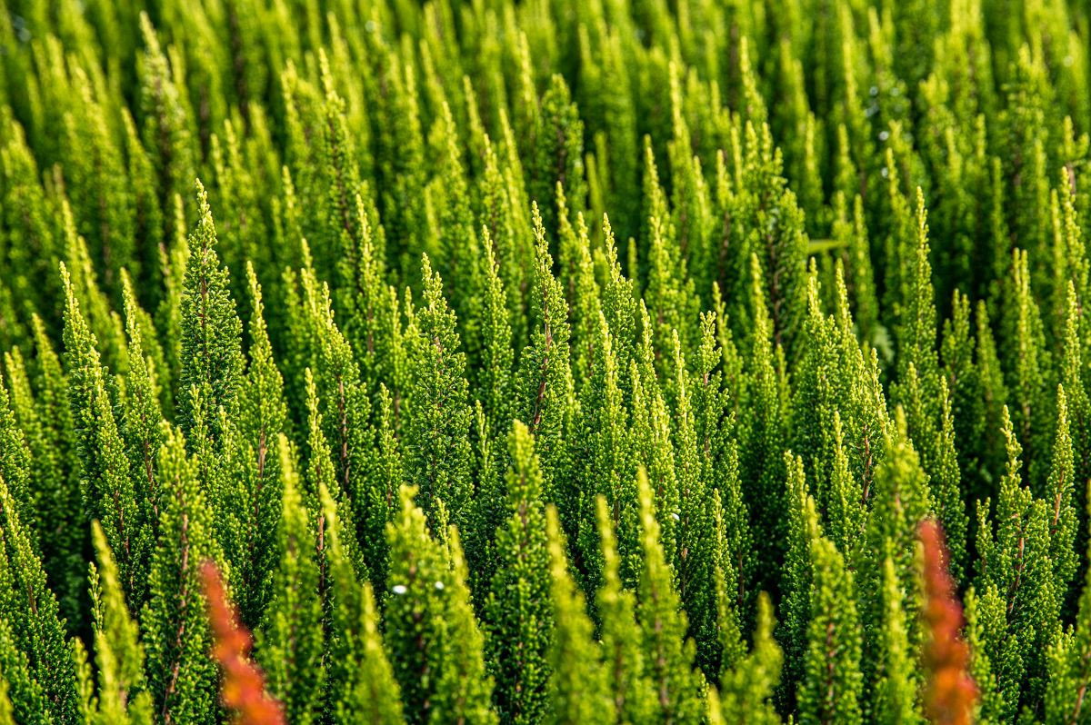 Sommerheide Skyline Verona - Calluna vulgaris Skyline Verona günstig kaufen