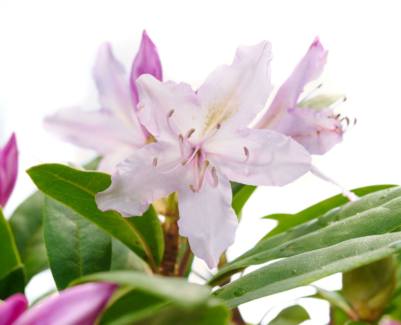 Rhododendron Septembercharme - Rhododendron Hybride Septembercharme ...
