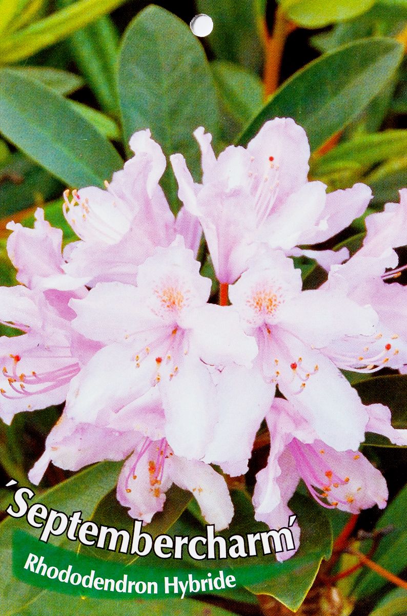 Rhododendron Septembercharme - Rhododendron Hybride Septembercharme ...