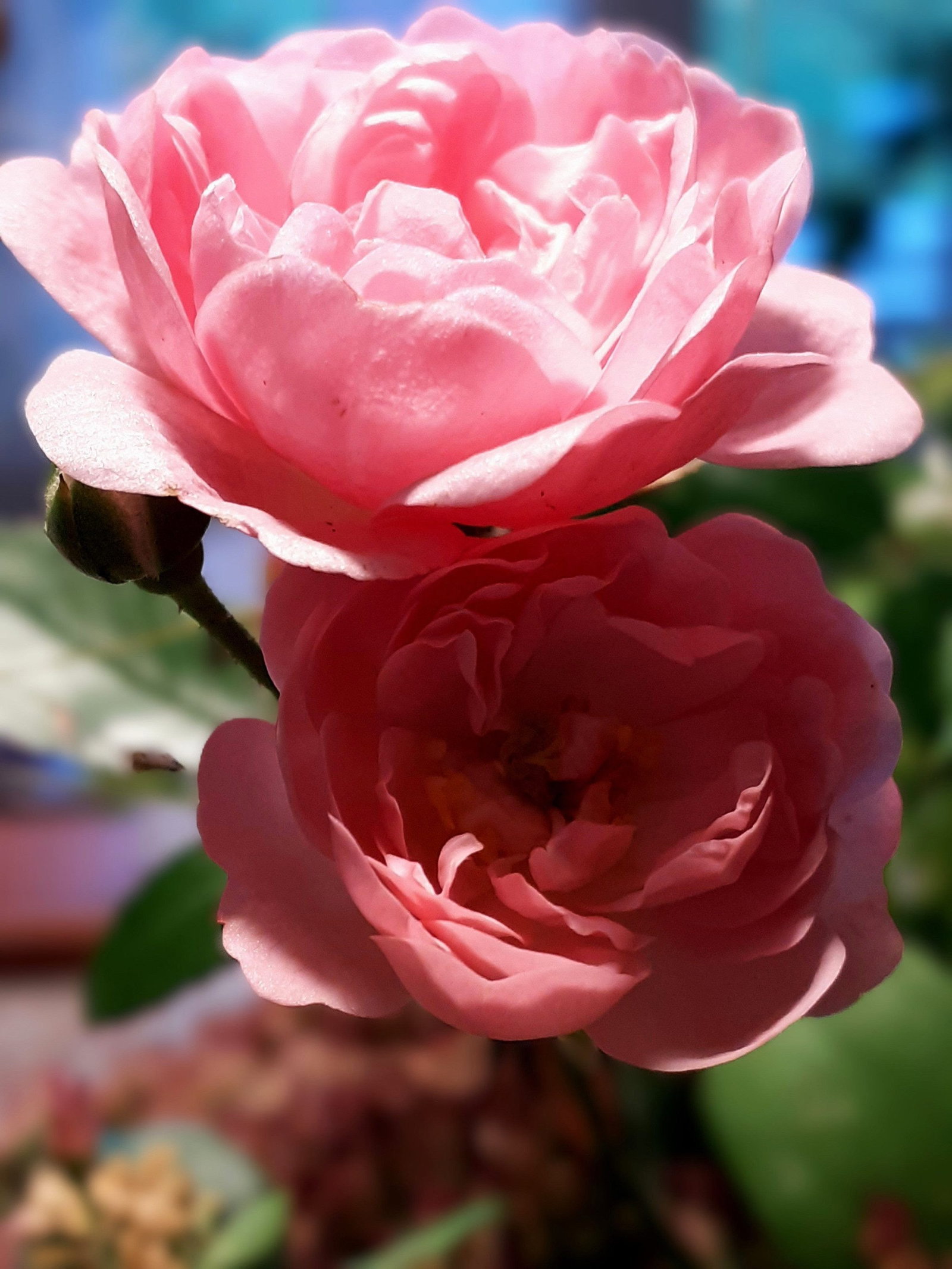 Rose Poetry - Rosa Poetry günstig kaufen