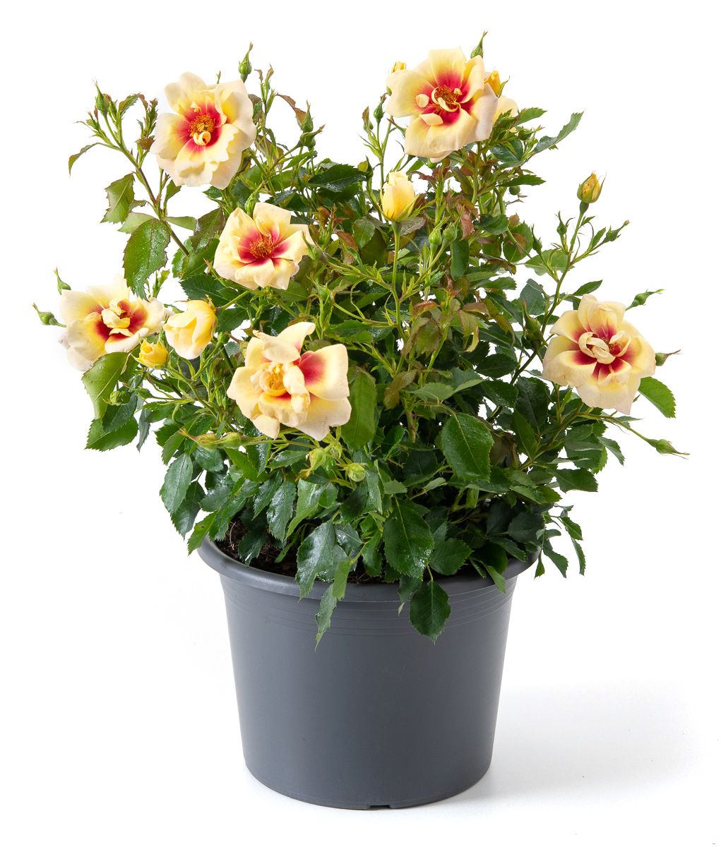 Rose Glorious Babylon Eyes - Rosa Glorious Babylon Eyes günstig kaufen