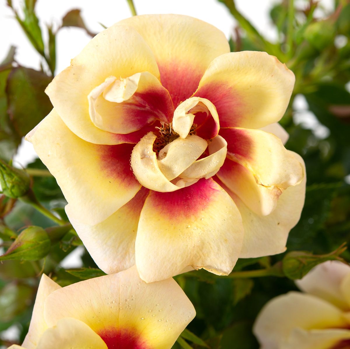 Rose Glorious Babylon Eyes - Rosa Glorious Babylon Eyes günstig kaufen