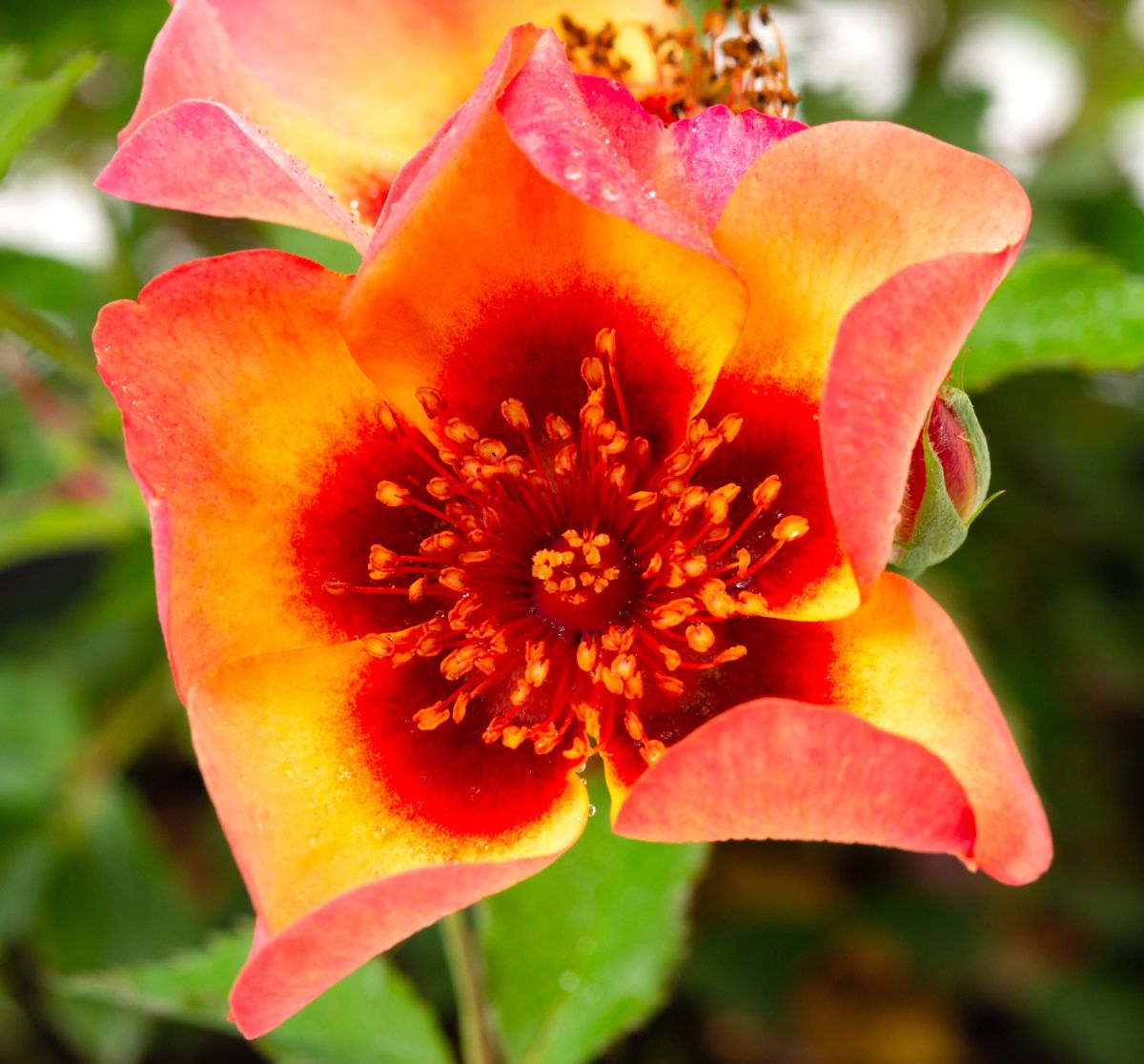 Rose Fancy Babylon Eyes - Rosa Fancy Babylon Eyes günstig kaufen