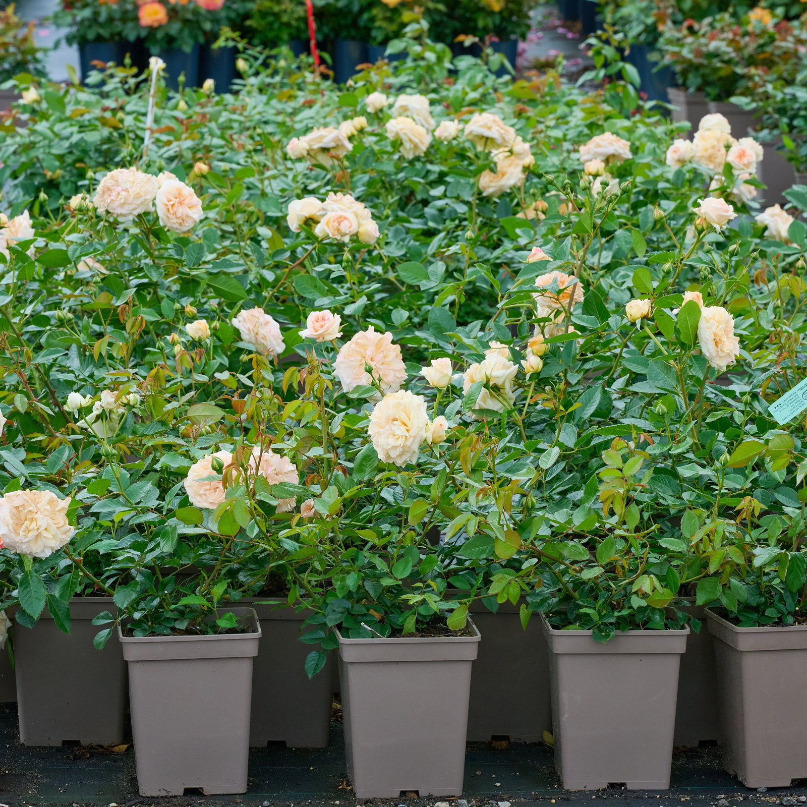 Rose Audienz® - Rosa Audienz® günstig kaufen