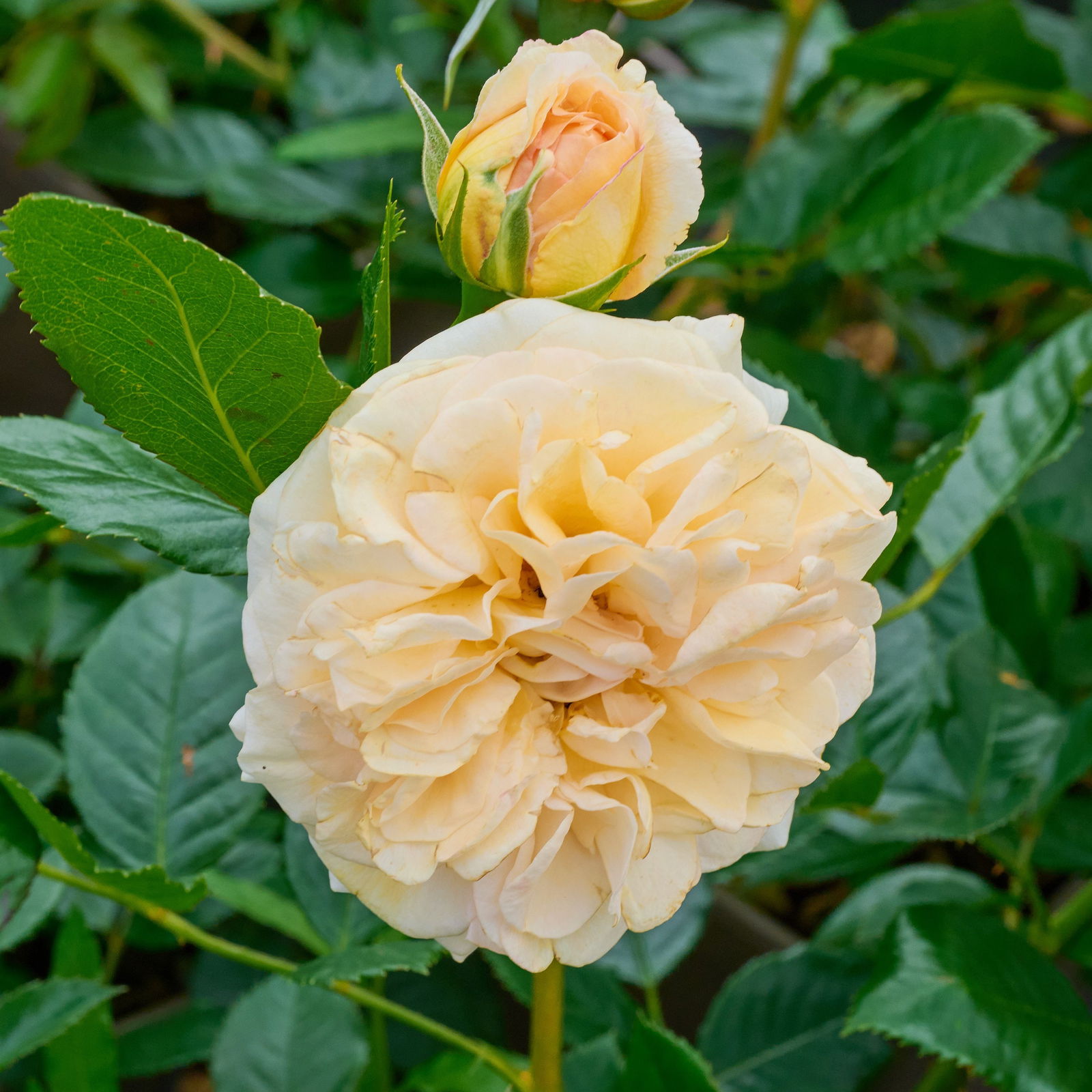 Rose Audienz® - Rosa Audienz® günstig kaufen