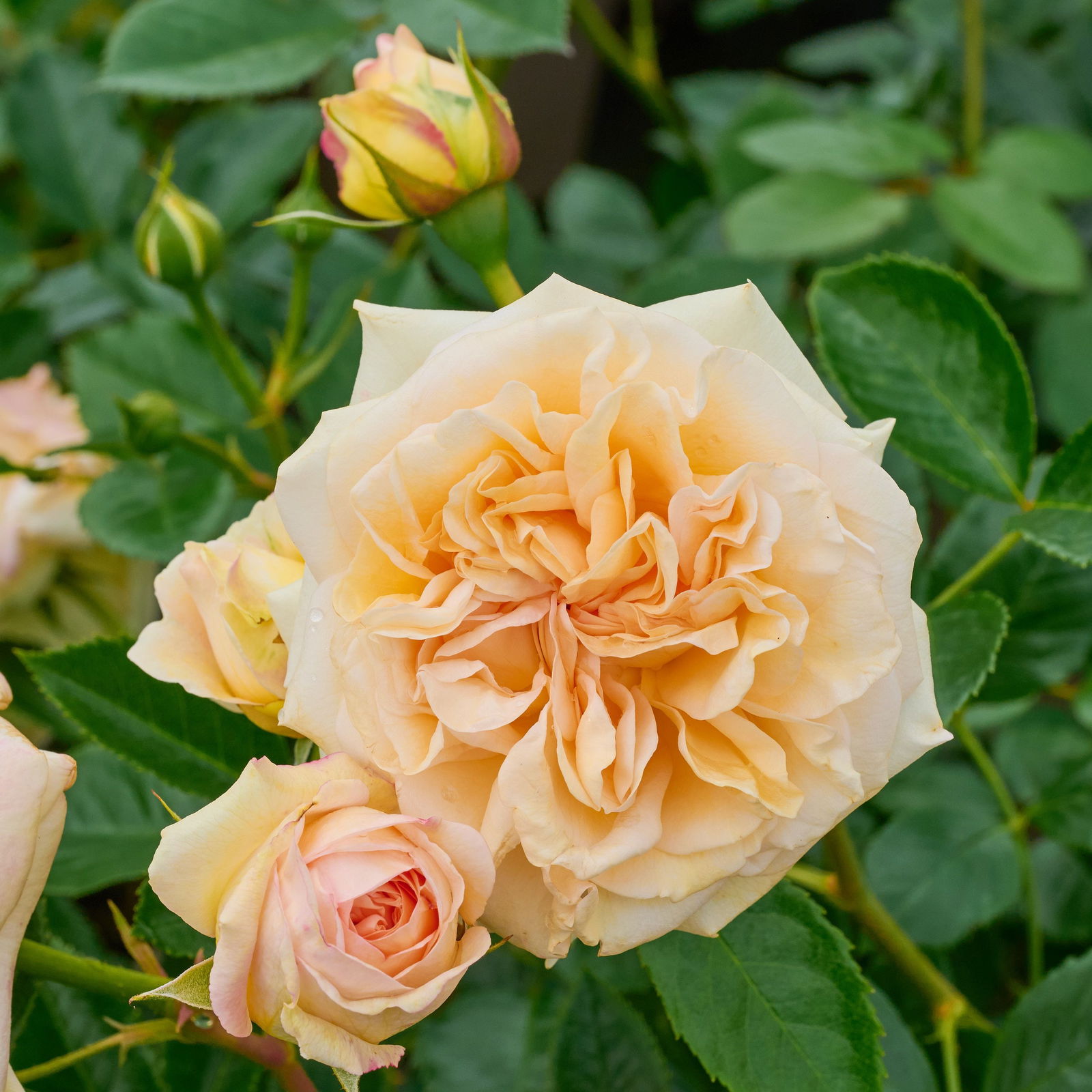 Rose Audienz® - Rosa Audienz® günstig kaufen