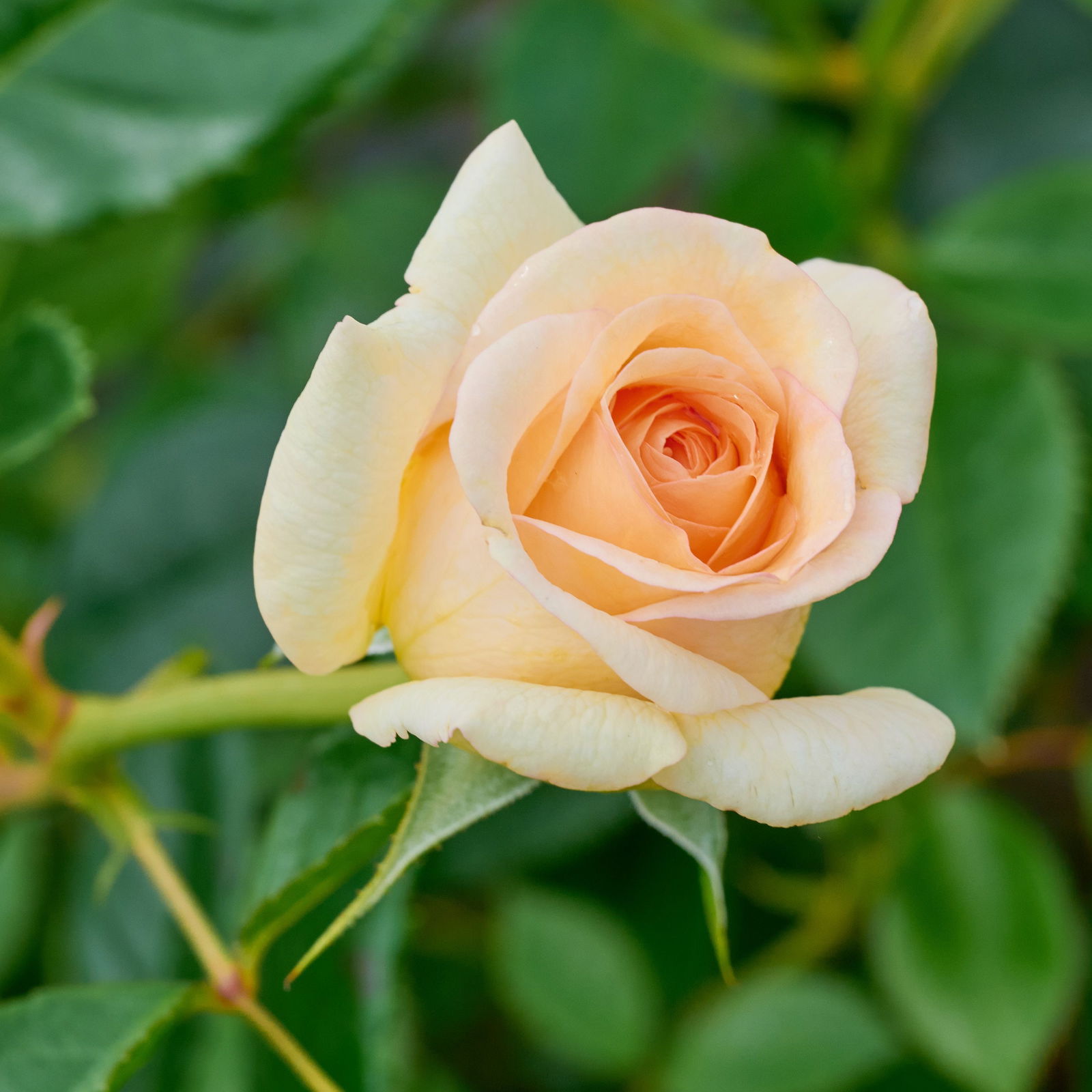 Rose Audienz® - Rosa Audienz® günstig kaufen