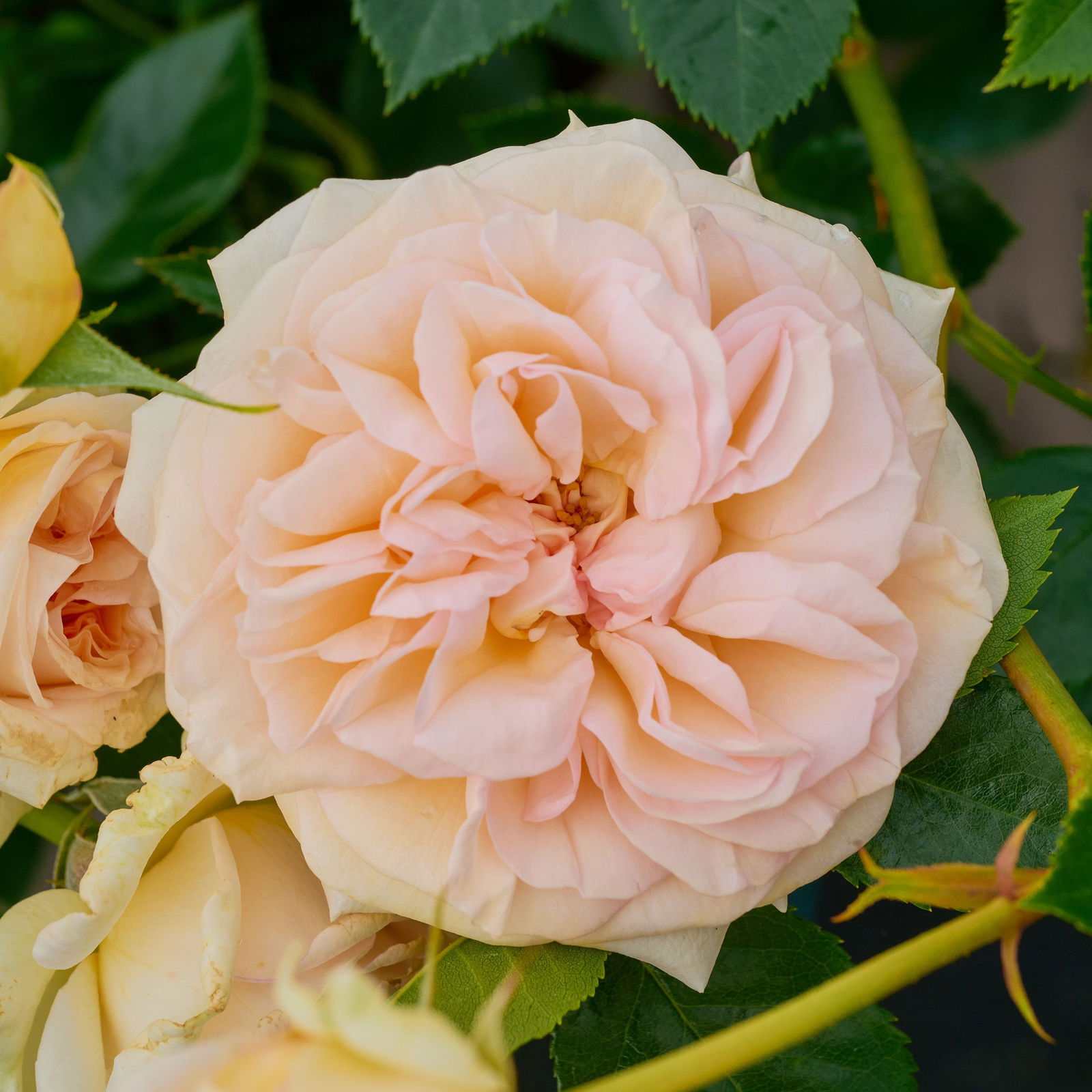 Rose Audienz® - Rosa Audienz® günstig kaufen