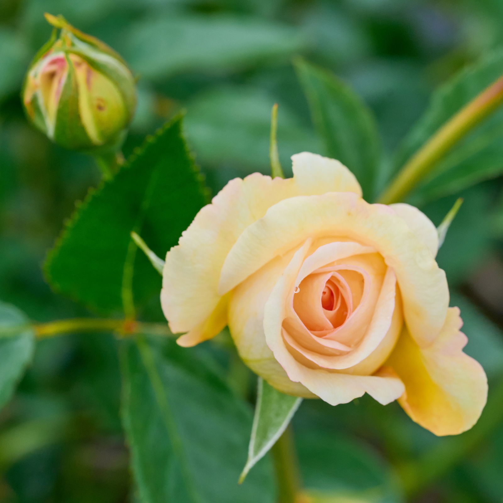 Rose Audienz® - Rosa Audienz® günstig kaufen