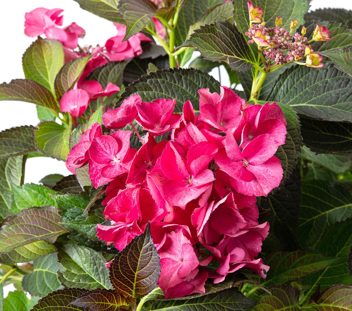 Hortensie Dark Angel Red - Hydrangea macrophylla Dark Angel Red günstig ...