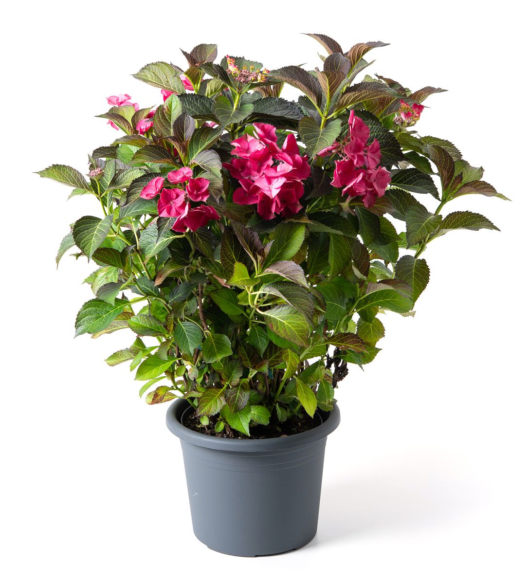 Hortensie Dark Angel Red - Hydrangea macrophylla Dark Angel Red günstig ...