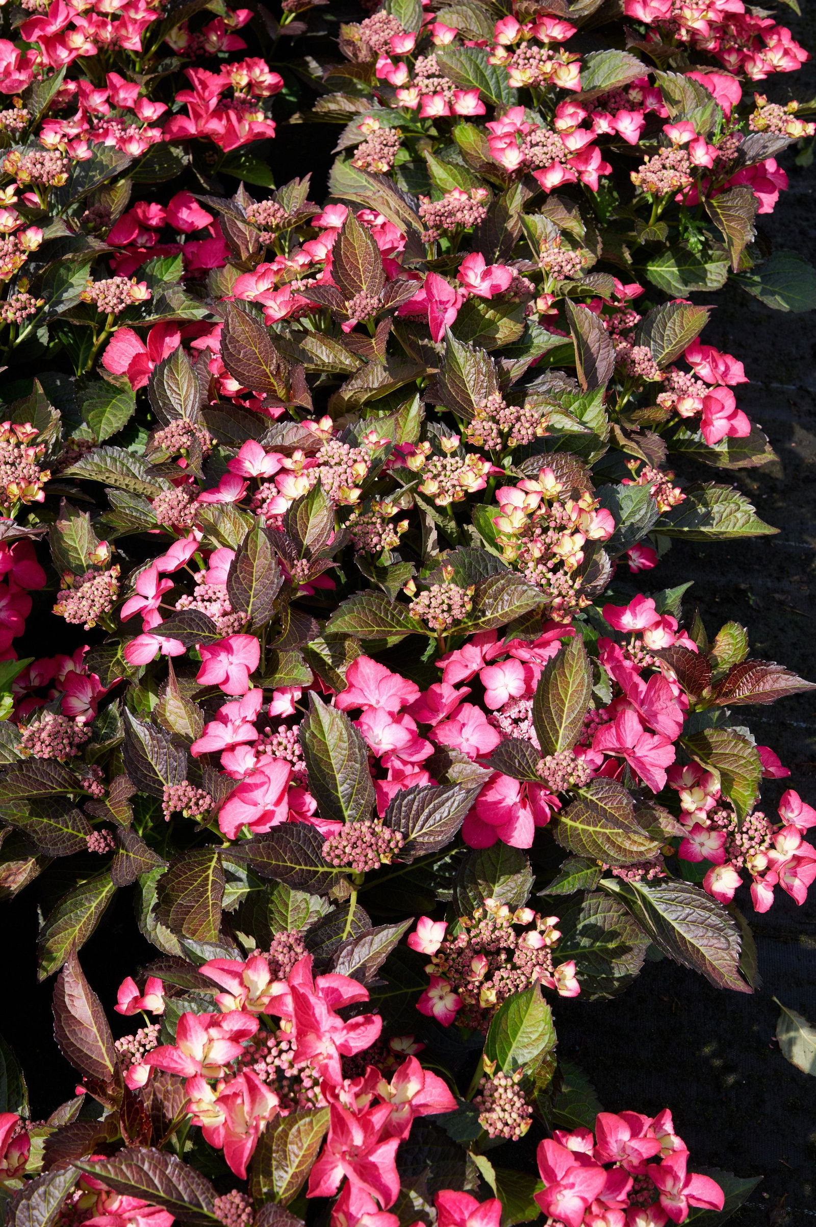 Hortensie Dark Angel Red - Hydrangea macrophylla Dark Angel Red günstig ...