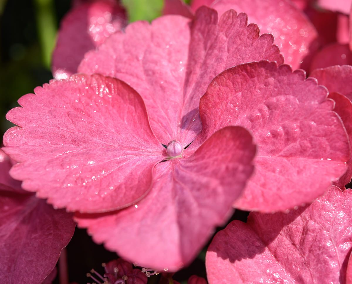 Hortensie Dark Angel Red - Hydrangea macrophylla Dark Angel Red günstig ...